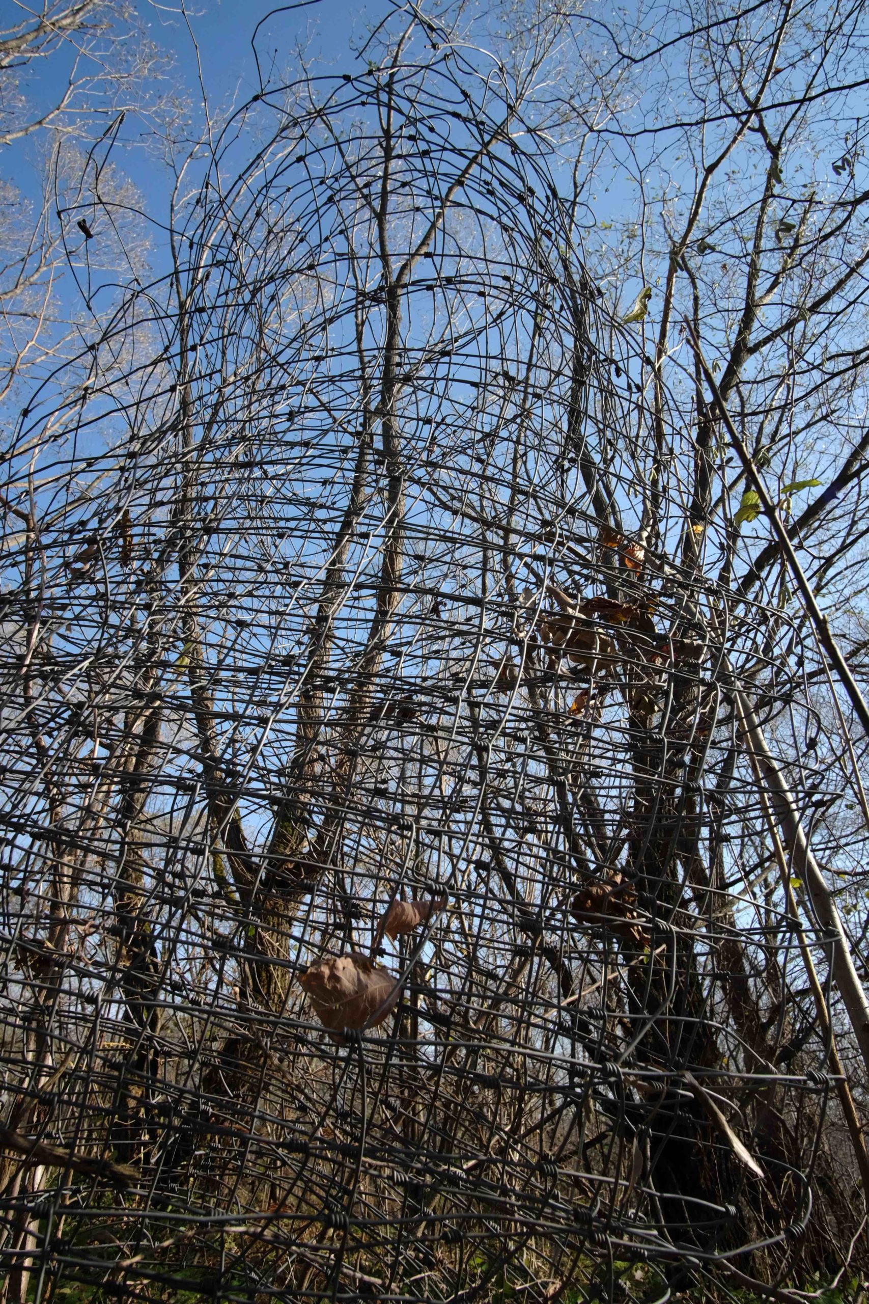 Wire Forest Face – Broken Forests