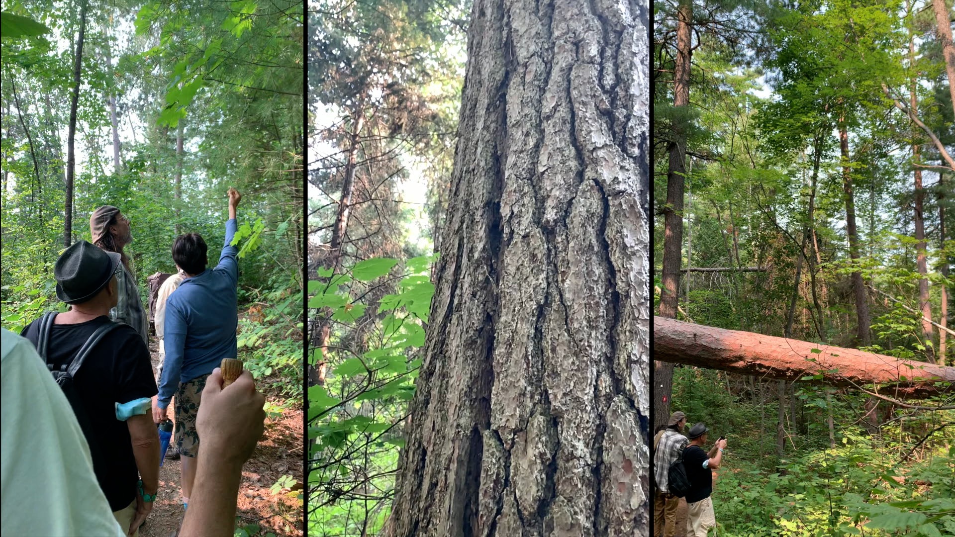 Temagami Island Tour – Broken Forests